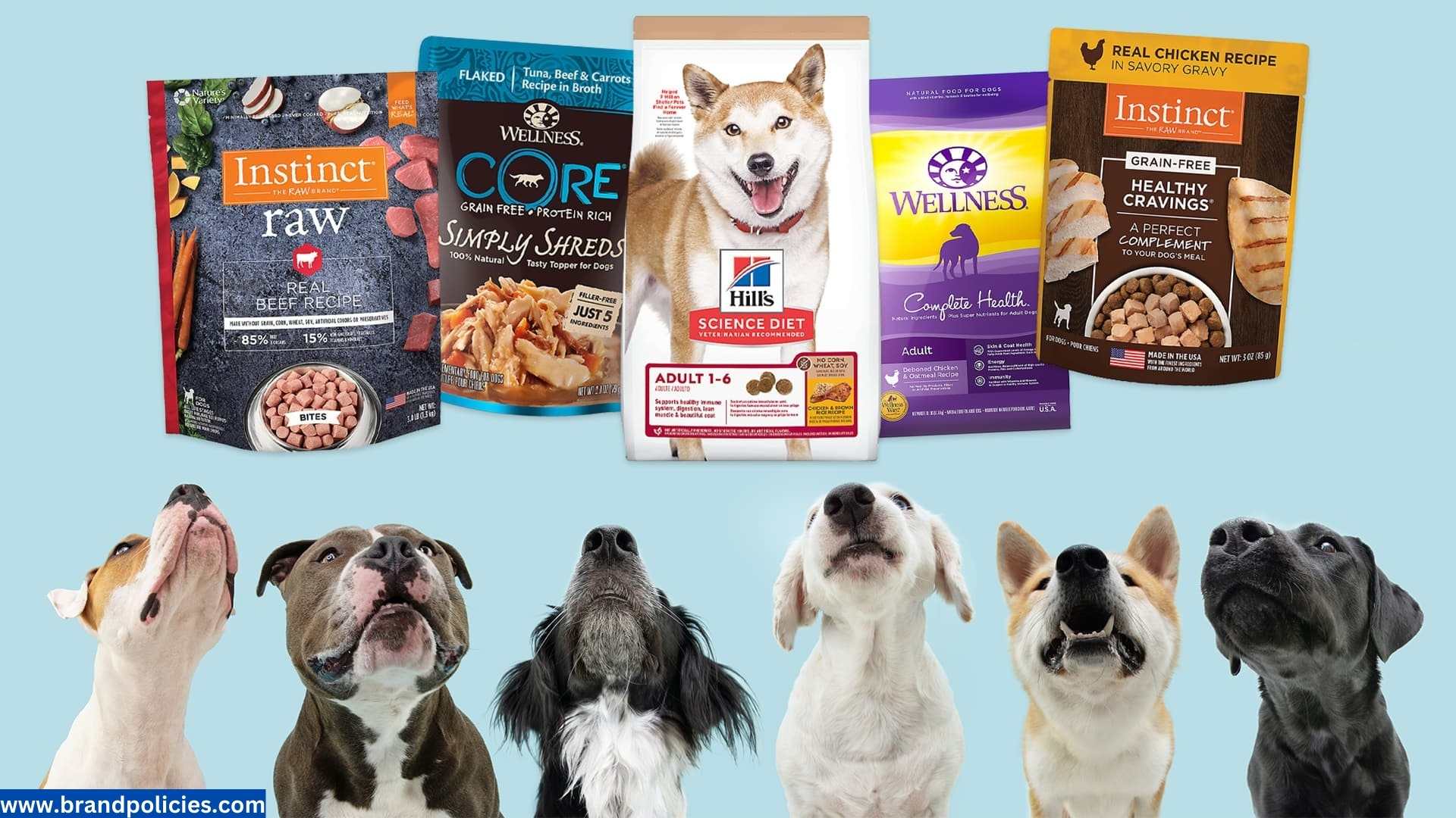 Petco Return Policy 2024: Every Pet Owner Should Know