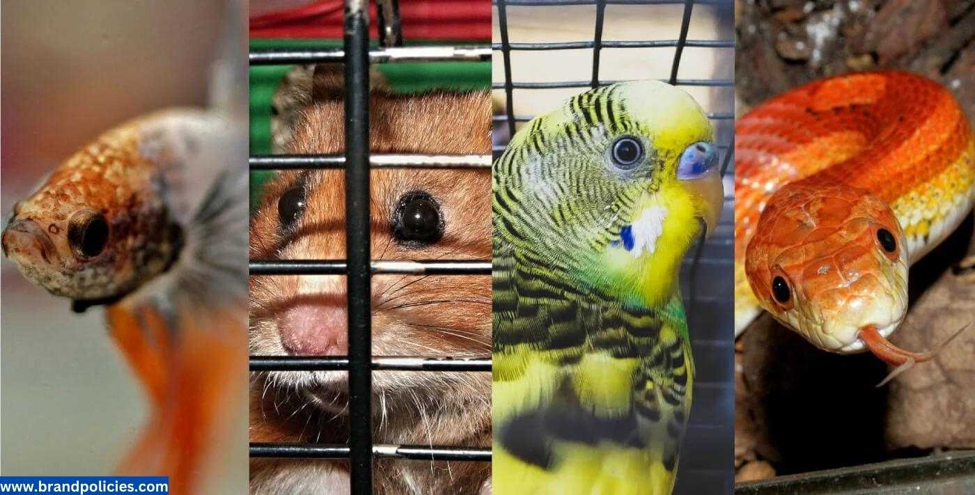 Petco Return Policy 2024: Every Pet Owner Should Know